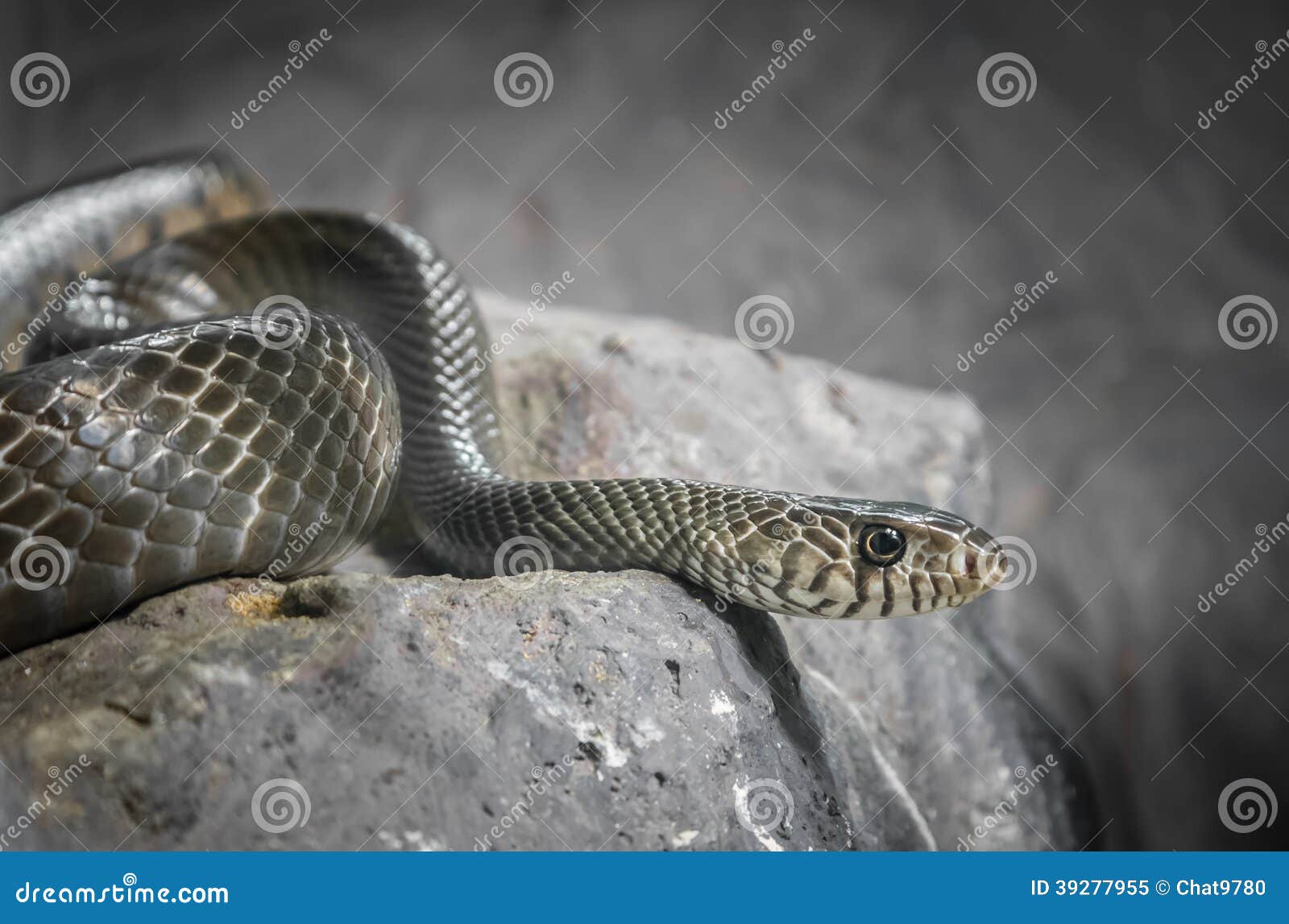 Snake in low key stock image. Image of skin, carnivore - 39277955