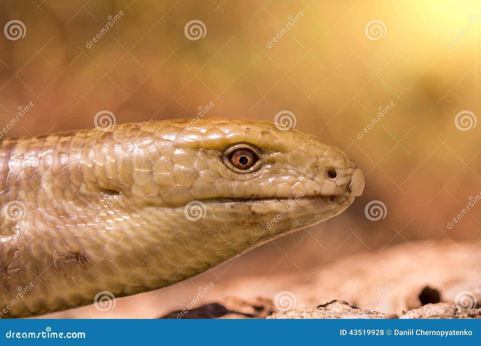 Snake Lying on the Sand Under the Scorching Sun Stock Photo - Image of ...