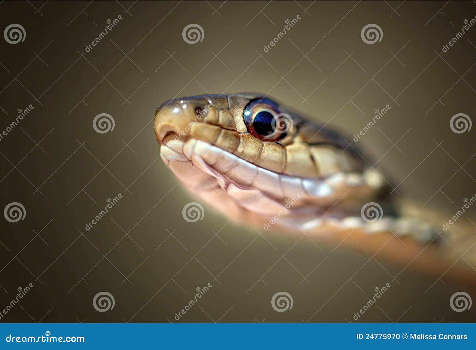 Snake Macro stock photo. Image of slither, snake, nose - 24775970