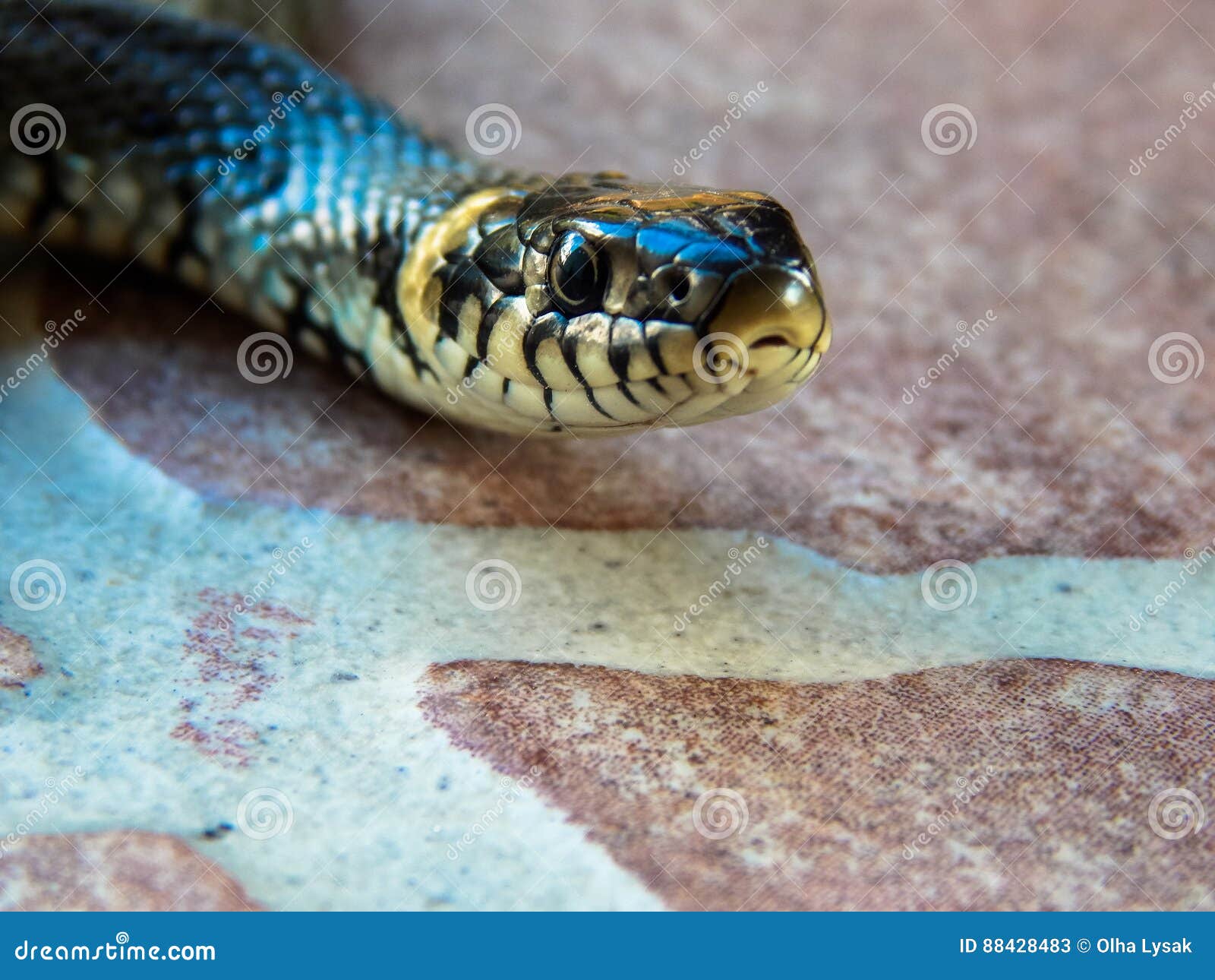 Snake really Macro Photo Reptile Stock Image - Image of view, beauty ...