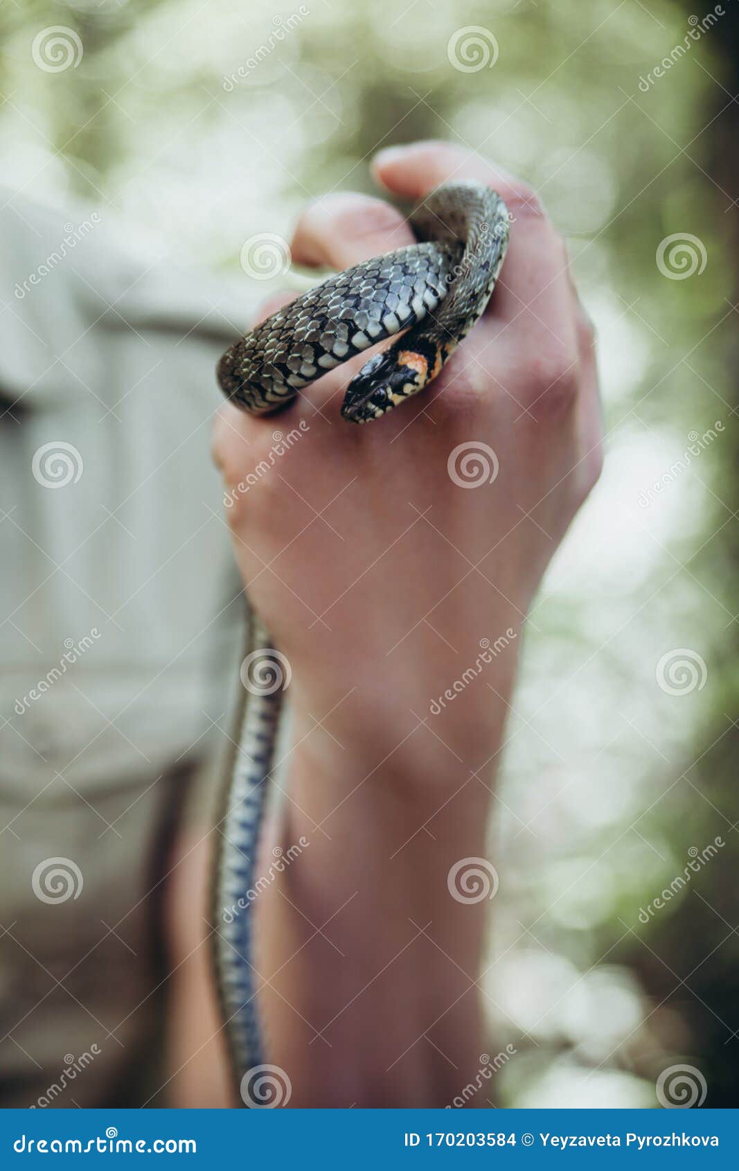 Snake in man`s hand stock photo. Image of nature, danger - 170203584
