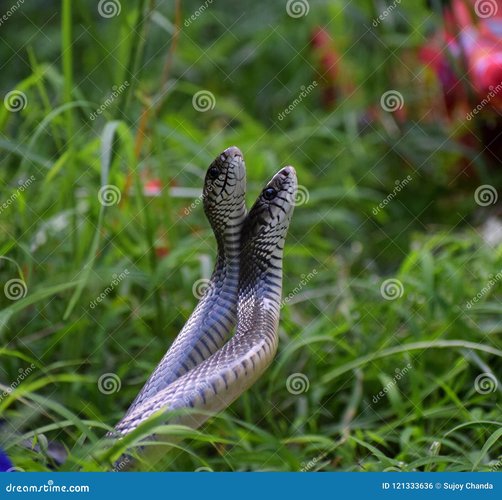 Snake mating stock photo. Image of snake, wildlife, love - 121333636