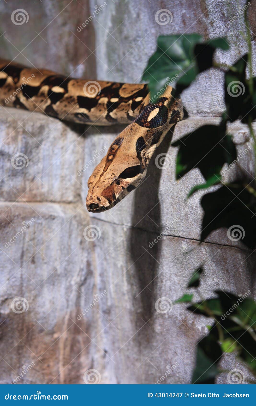 A Snake that Meanders of the Place Stock Image - Image of destination ...