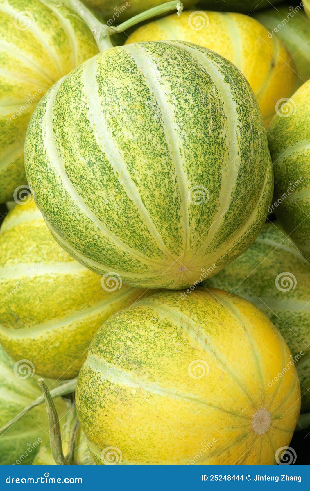 Snake melon stock photo. Image of food, melon, mature - 25248444