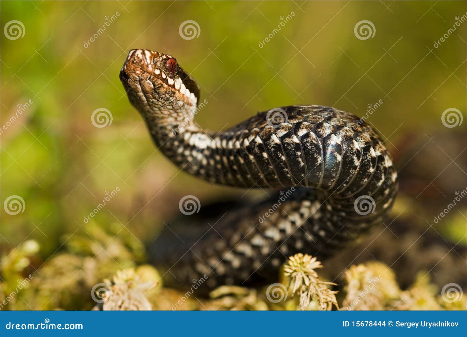 Snake in a menacing pose. stock photo. Image of endangered - 15678444