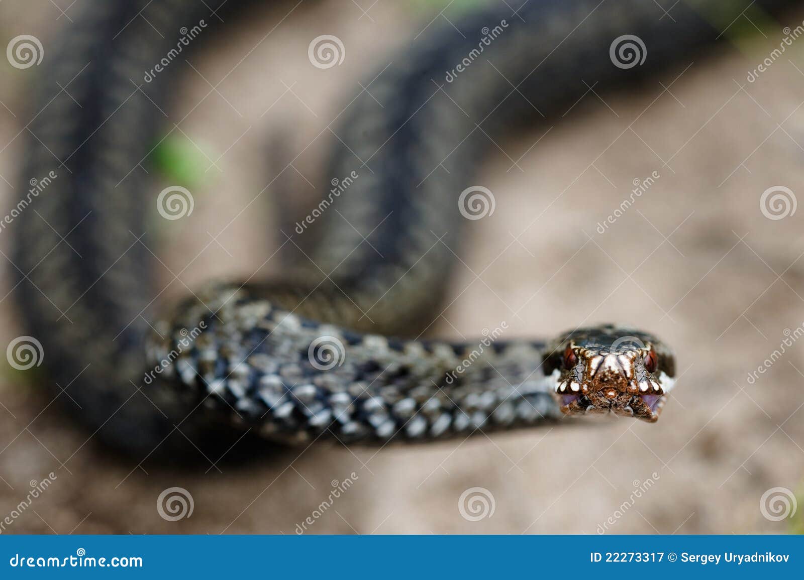 Snake in a menacing pose. stock image. Image of animal - 22273317