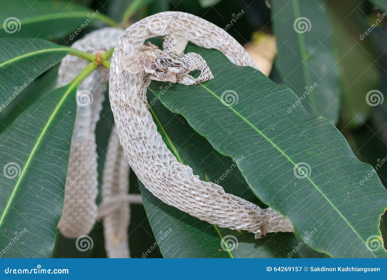 Snake molt stock image. Image of dormant, left, scale - 64269157