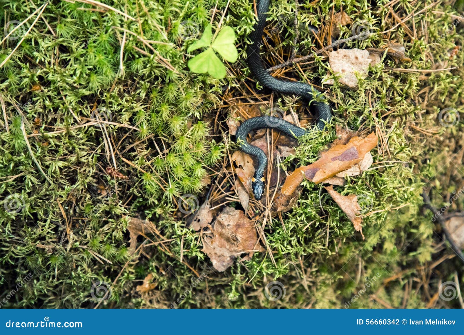 Snake on the moss stock photo. Image of comparison, dangerous - 56660342