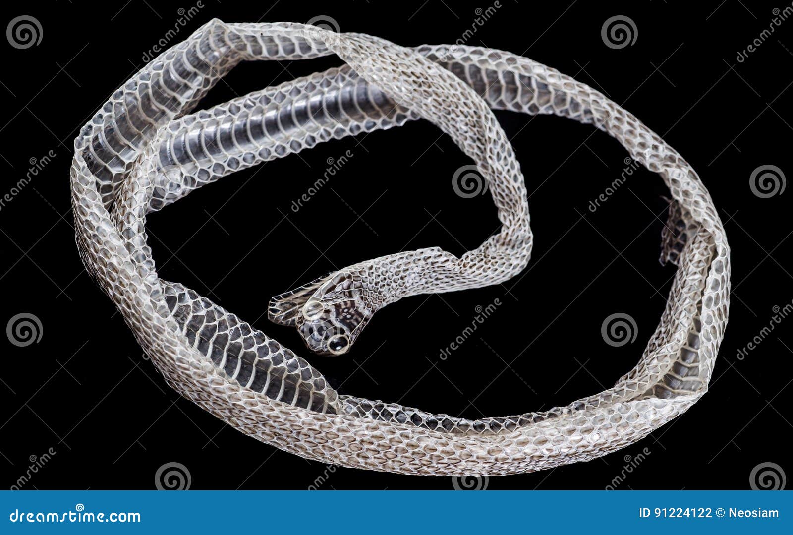 Snake moult closeup stock photo. Image of peel, nature - 91224122