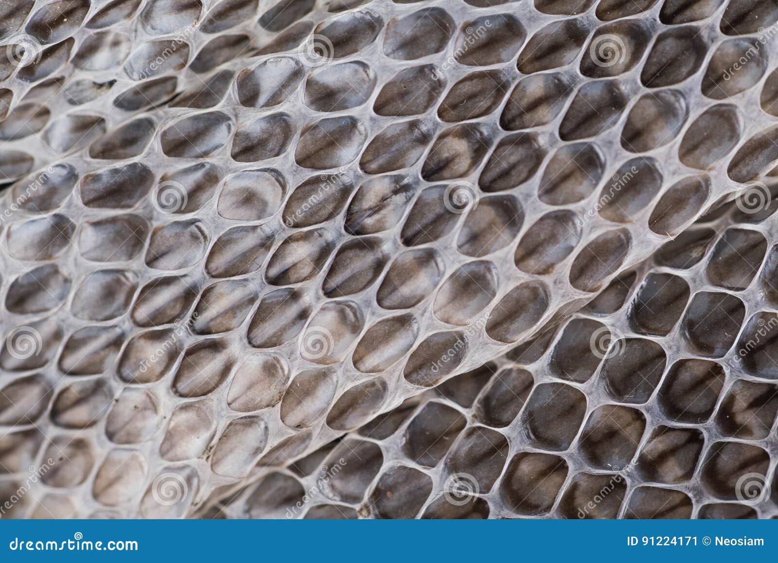 Snake moult closeup stock image. Image of natural, fate - 91224171