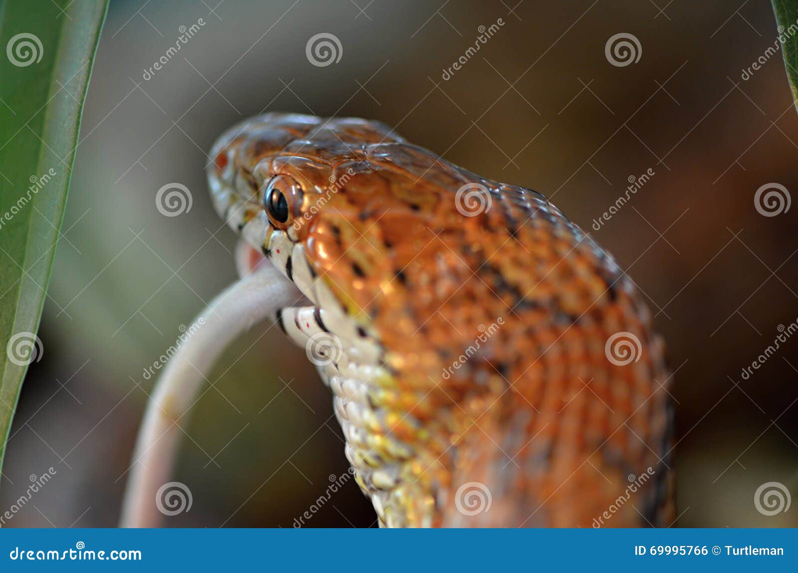 Snake and mouse stock photo. Image of mouse, serpent - 69995766