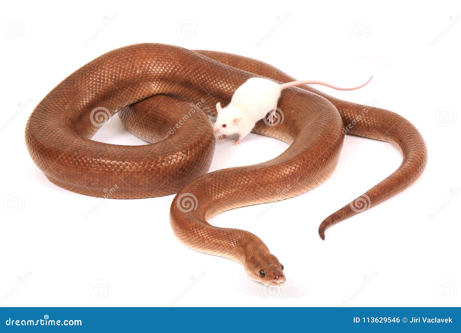 Snake And Mouse Friends