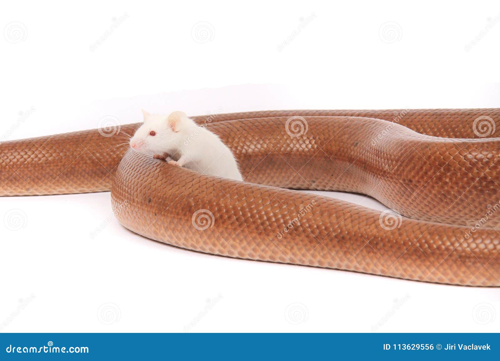 Snake And Mouse Friends