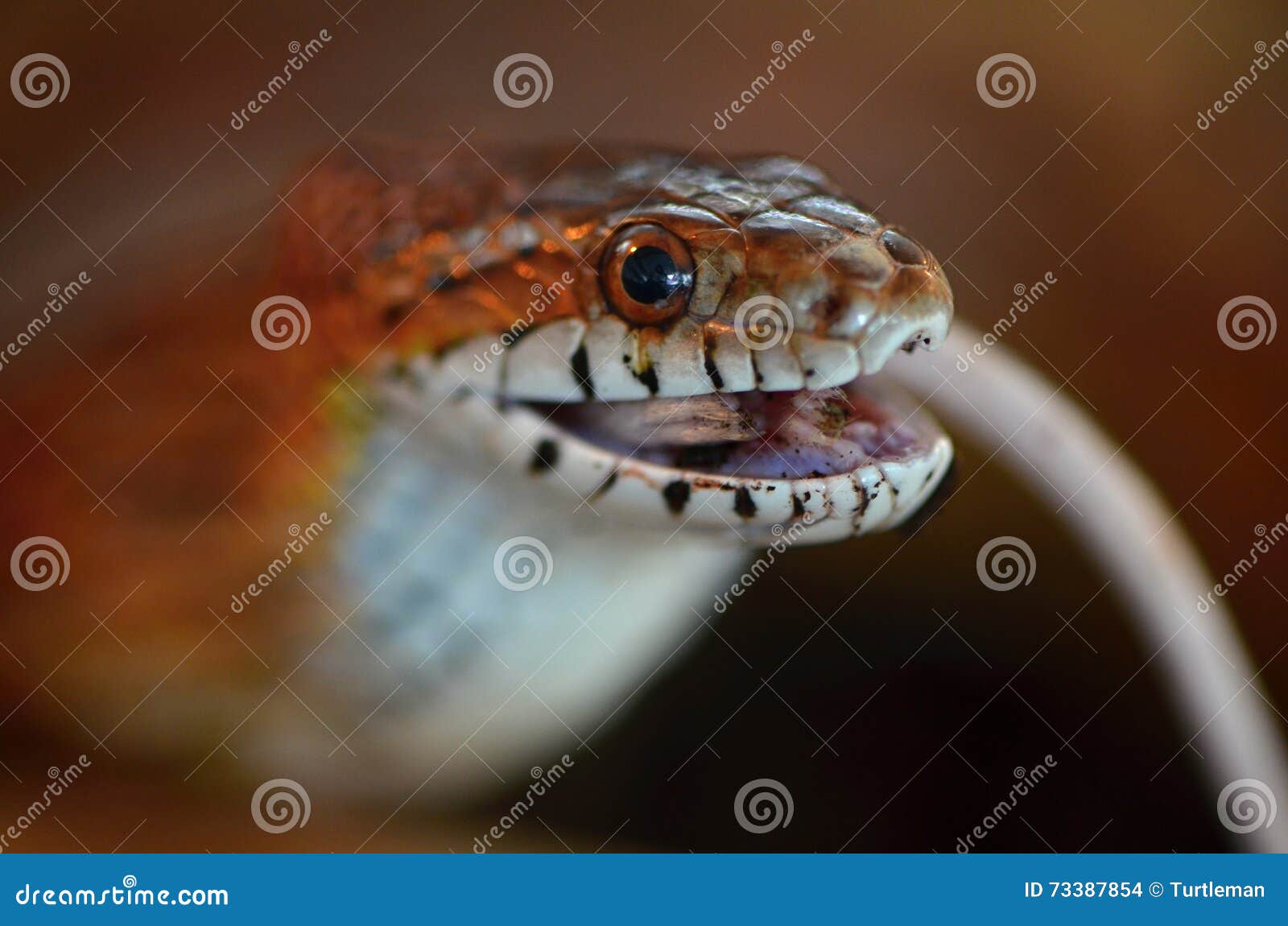 Snake and mouse stock photo. Image of hobby, reptilian - 73387854