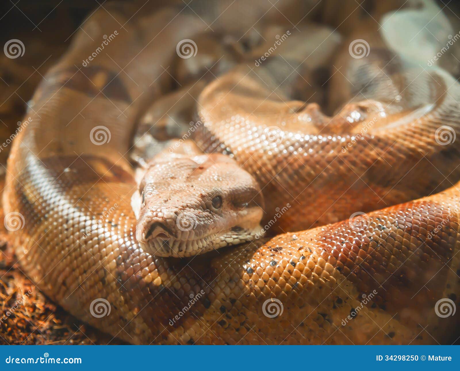 Snake, moustached boa stock photo. Image of hunting, wild - 34298250