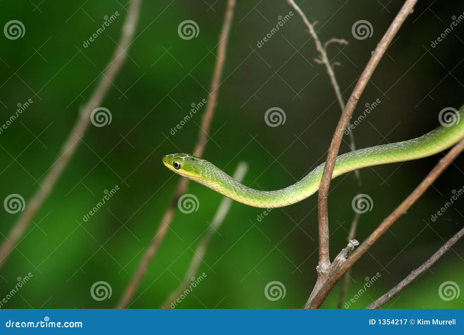 Snake Moving Picture. Image: 1354217