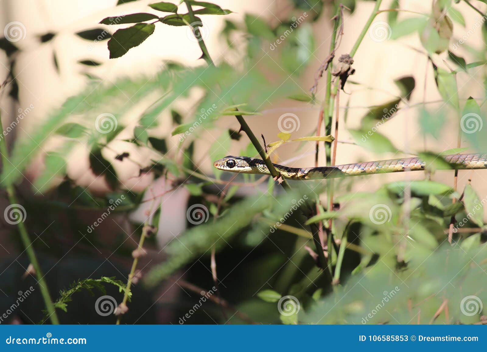 Snake stock image. Image of moving, snake, canonlens - 106585853