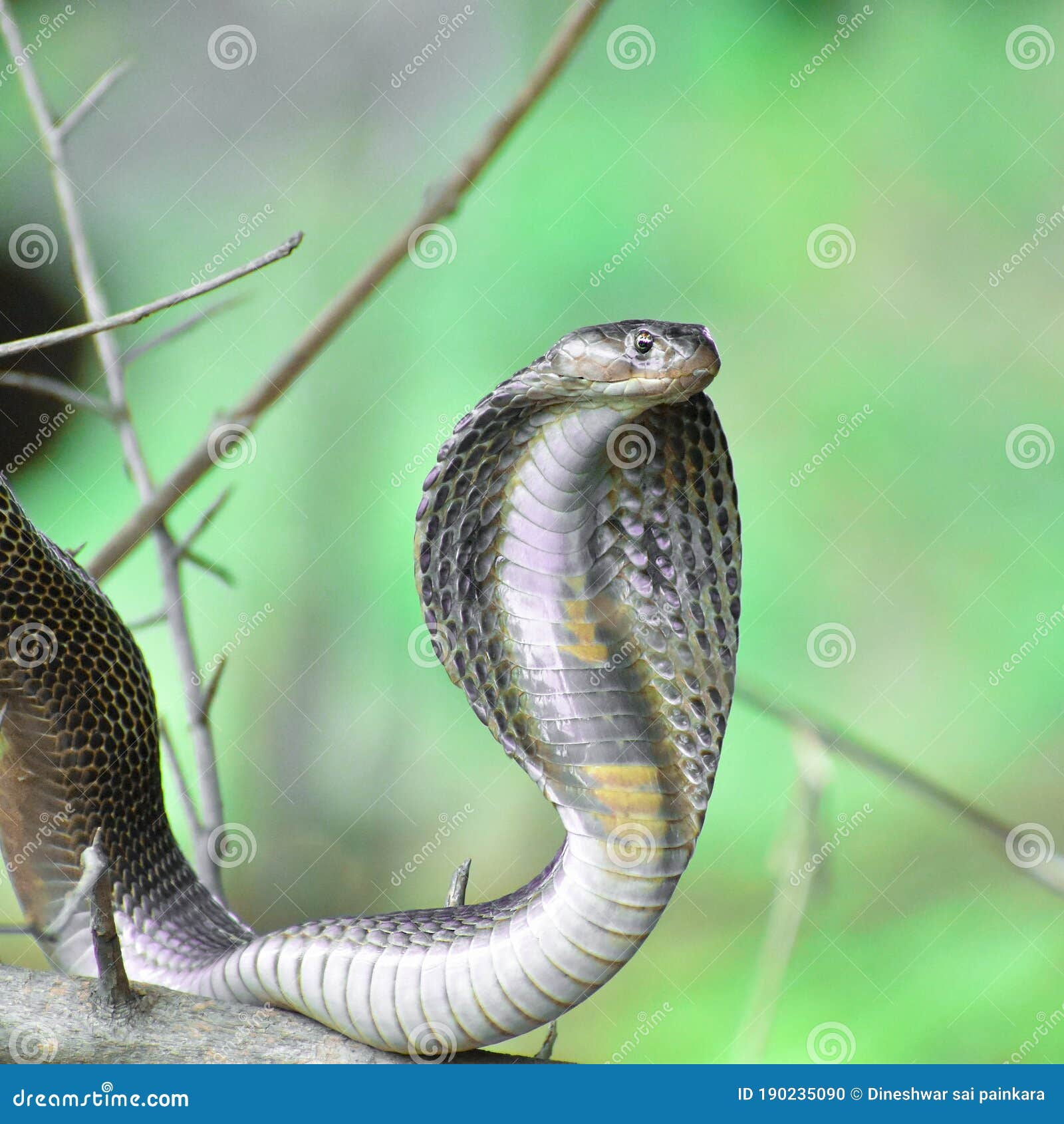 Snake naag lok pharsabahar stock photo. Image of naag - 190235090