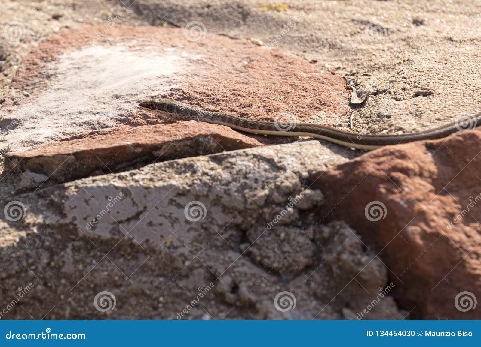A snake in Namibia desert stock photo. Image of danger - 134454030