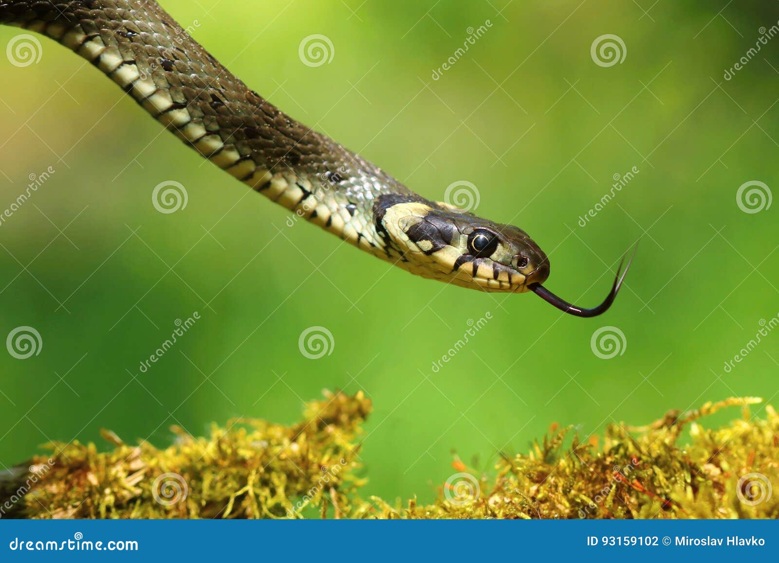 Snake Natrix natrix stock photo. Image of snake, animal - 93159102
