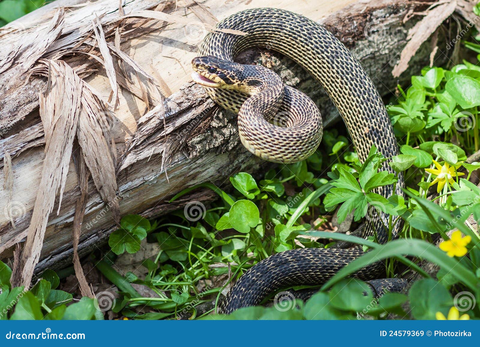 Snake in natural habitat stock image. Image of habitat - 24579369