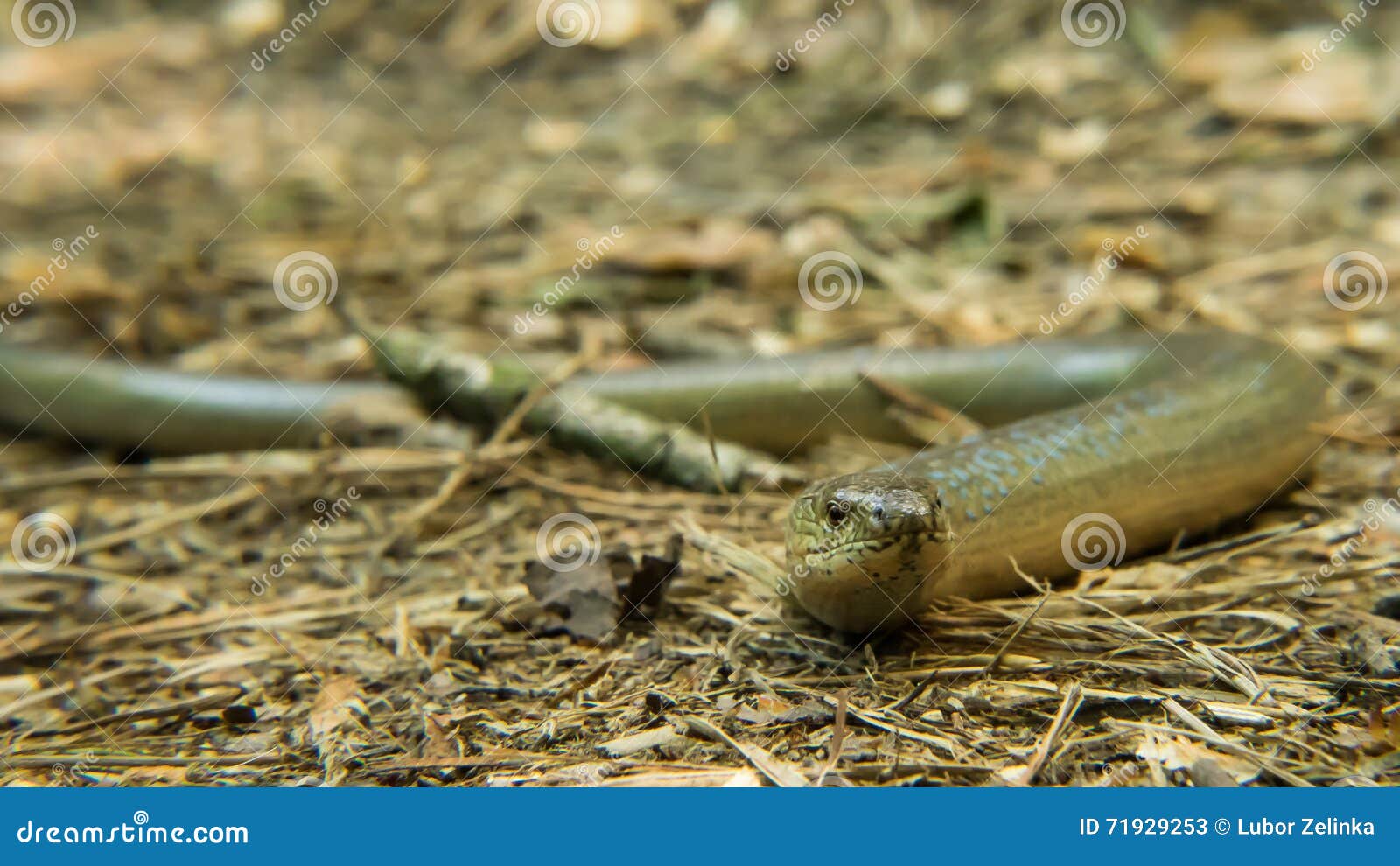 Snake in the Nature - Animal Face Stock Image - Image of fragilis ...