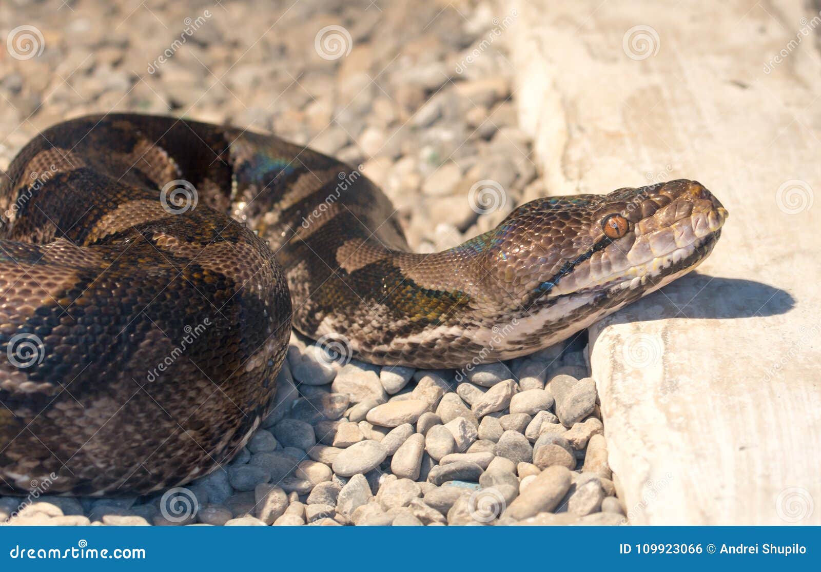 Snake in the nature stock photo. Image of animal, species - 109923066