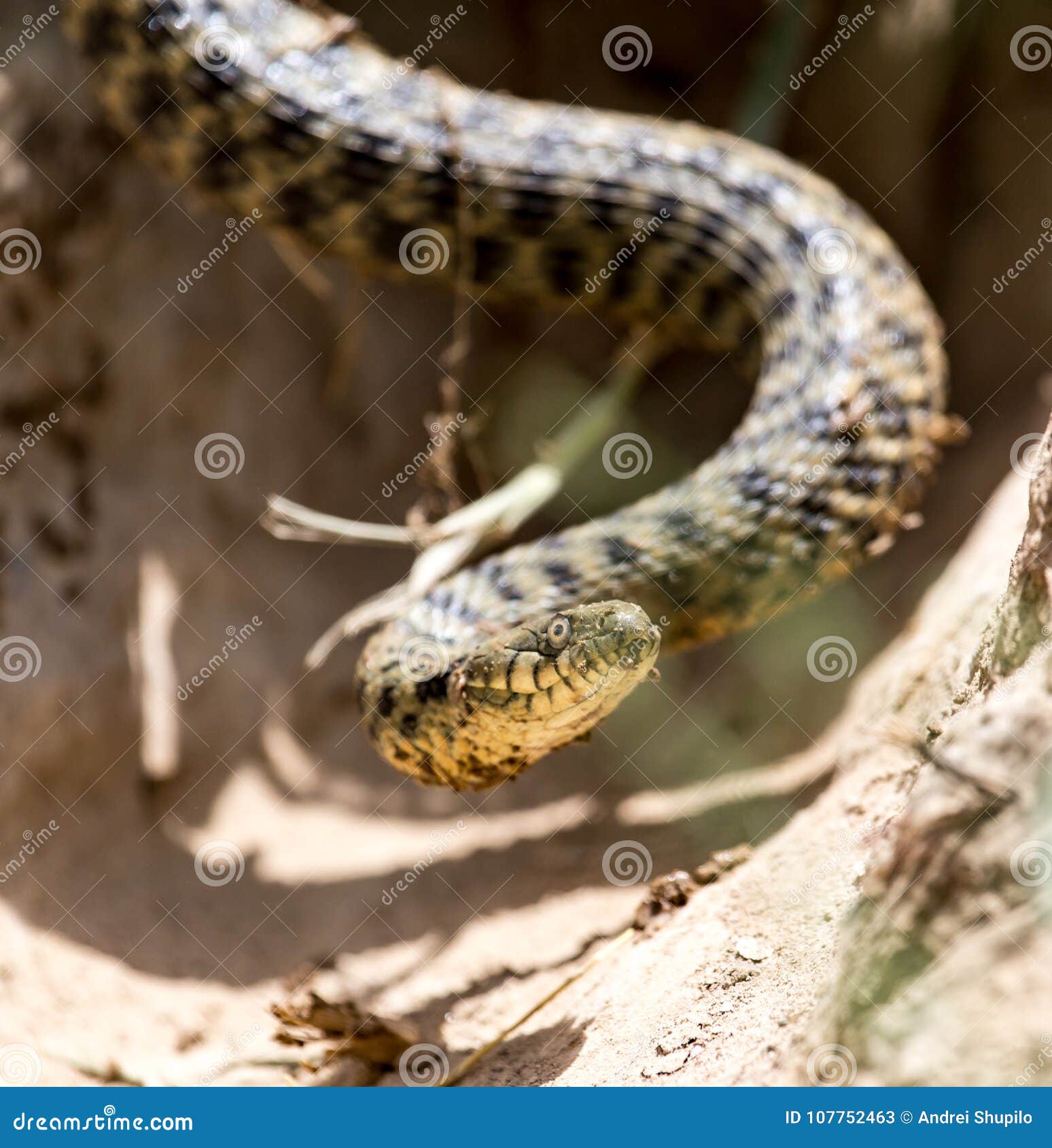 Snake in the nature stock image. Image of natrix, wildlife - 107752463