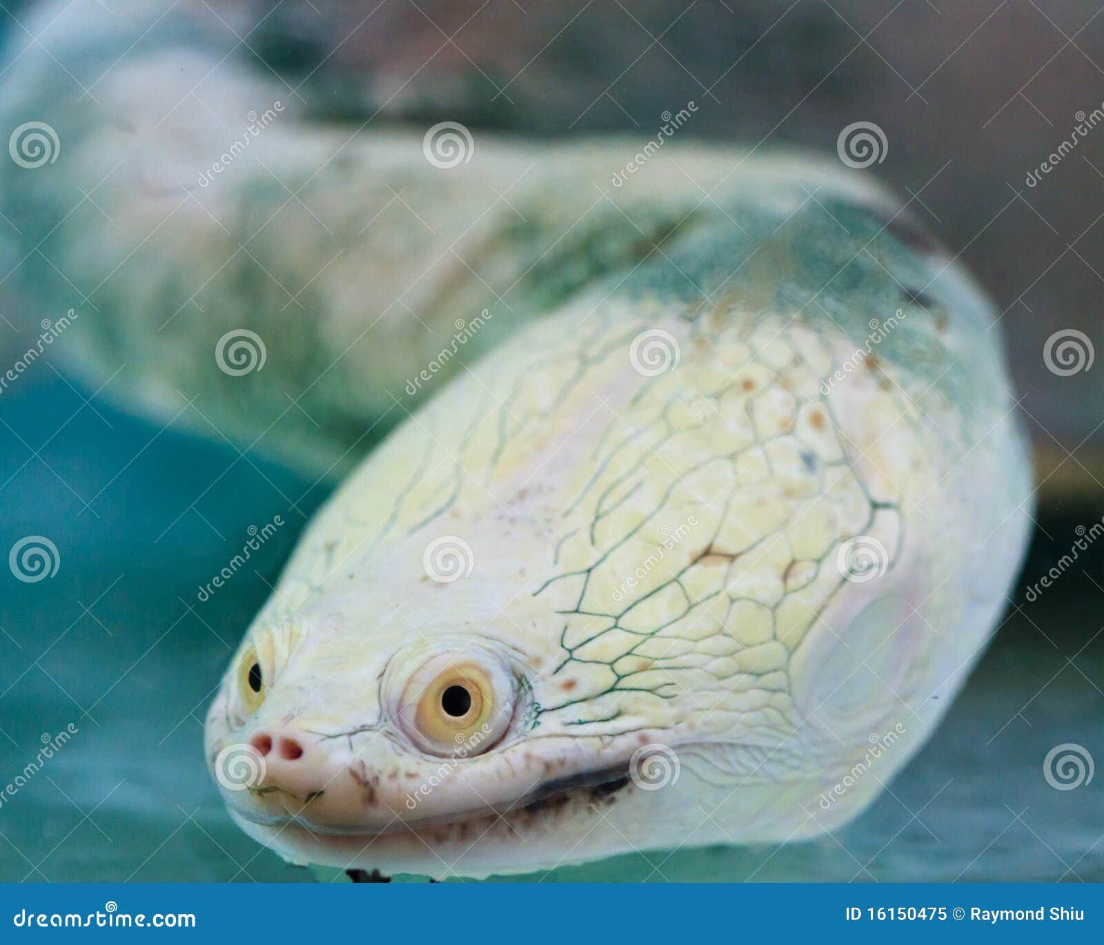 Snake Necked Turtle stock image. Image of tortoise, exotic - 16150475