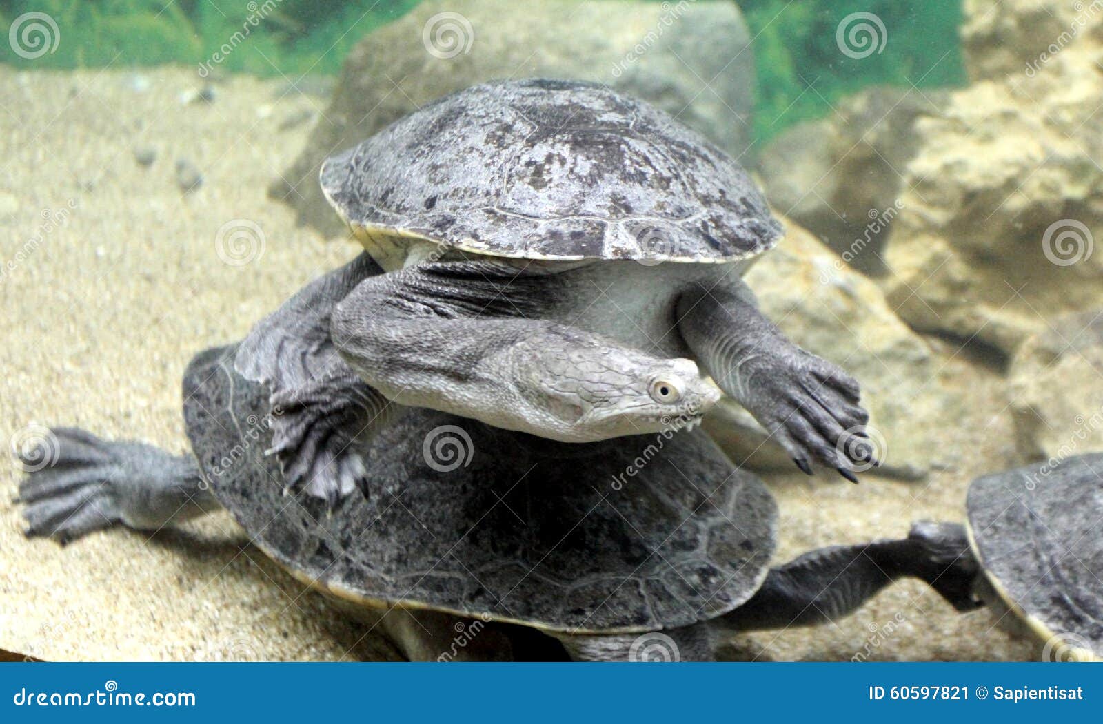 Snake-necked turtle stock image. Image of chelodina, nature - 60597821