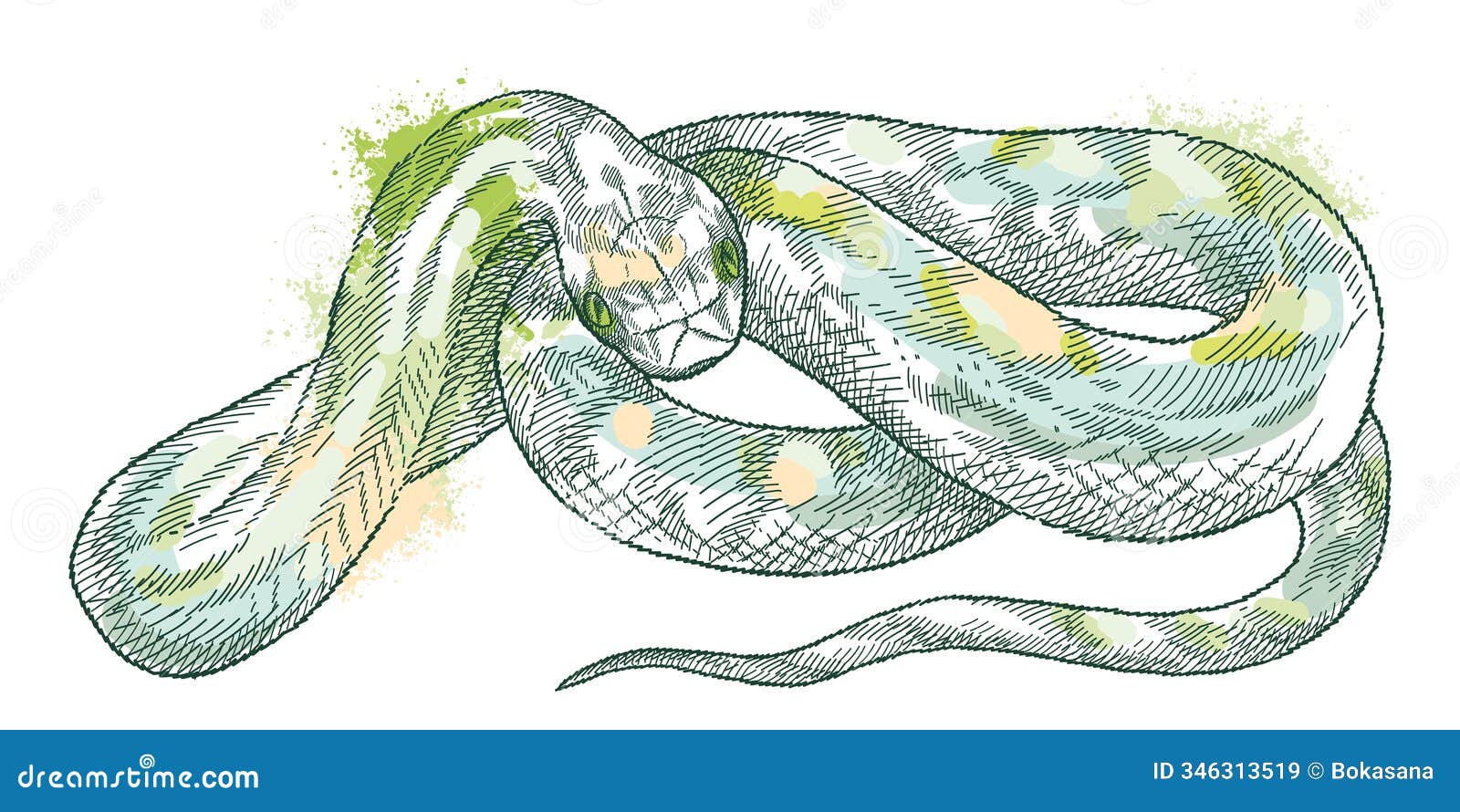 Hand-drawn Graphic Sketch of Snake in Pastel Green Isolated on White ...