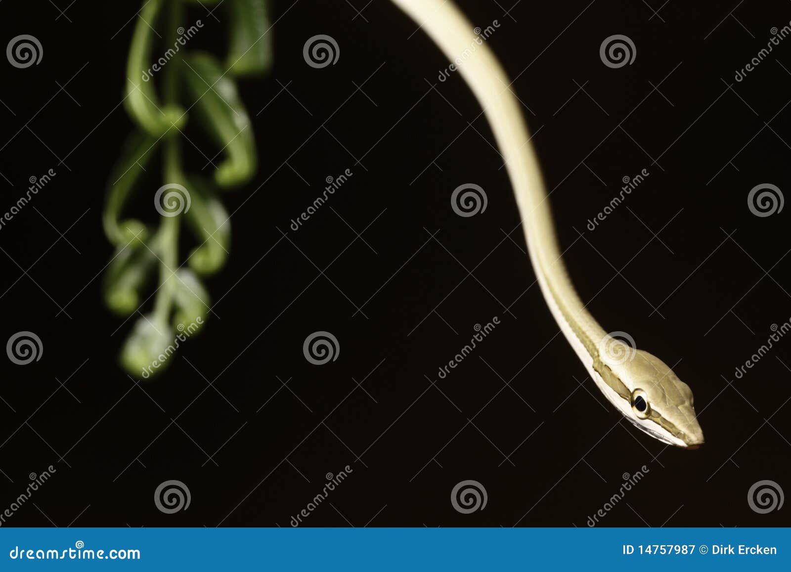 Snake, Serpent, Boa Or Python Silhouette Drawing In Ash Stock Photo ...