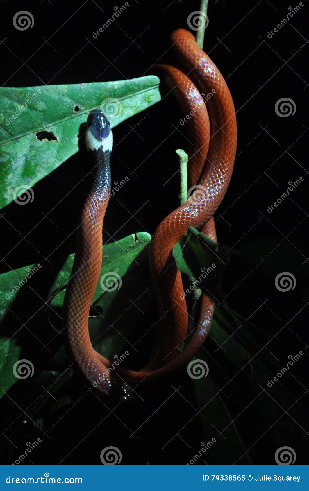 Snake at Night stock image. Image of tropical, scales - 79338565