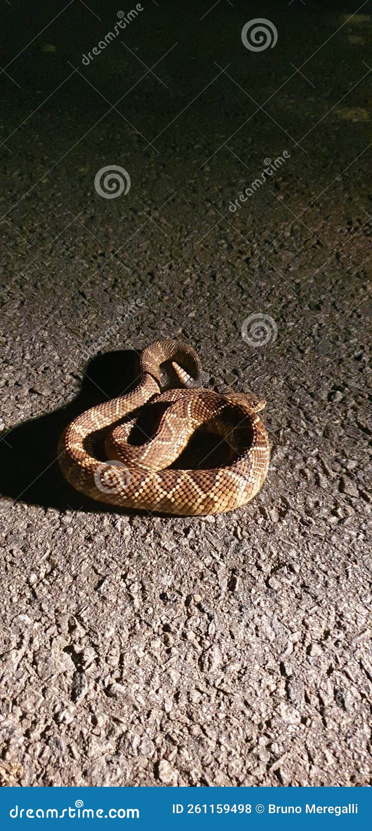 Snake Night Road stock photo. Image of amphibian, serpent - 261159498