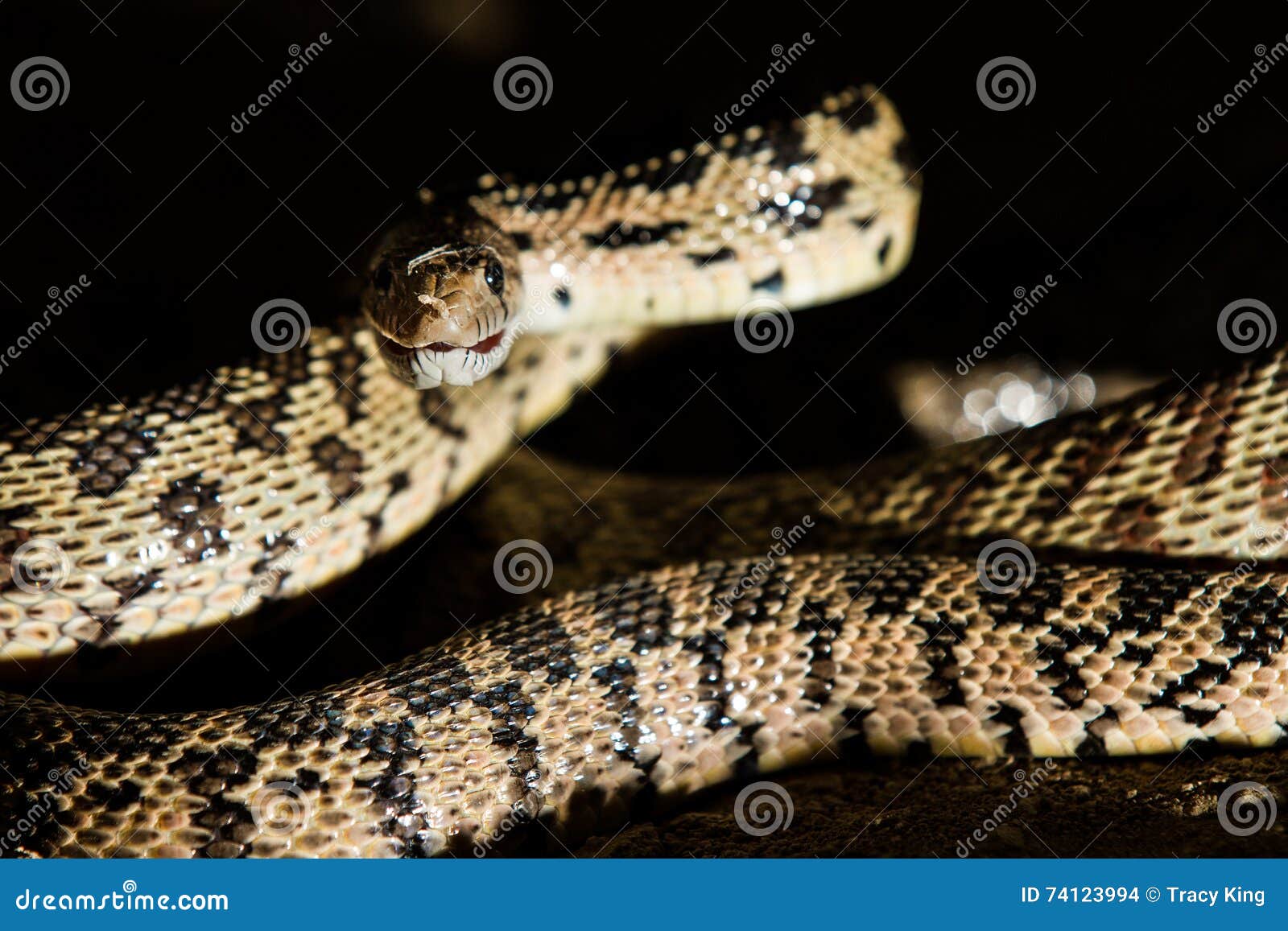 Snake at night time stock photo. Image of coiled, challenge - 74123994