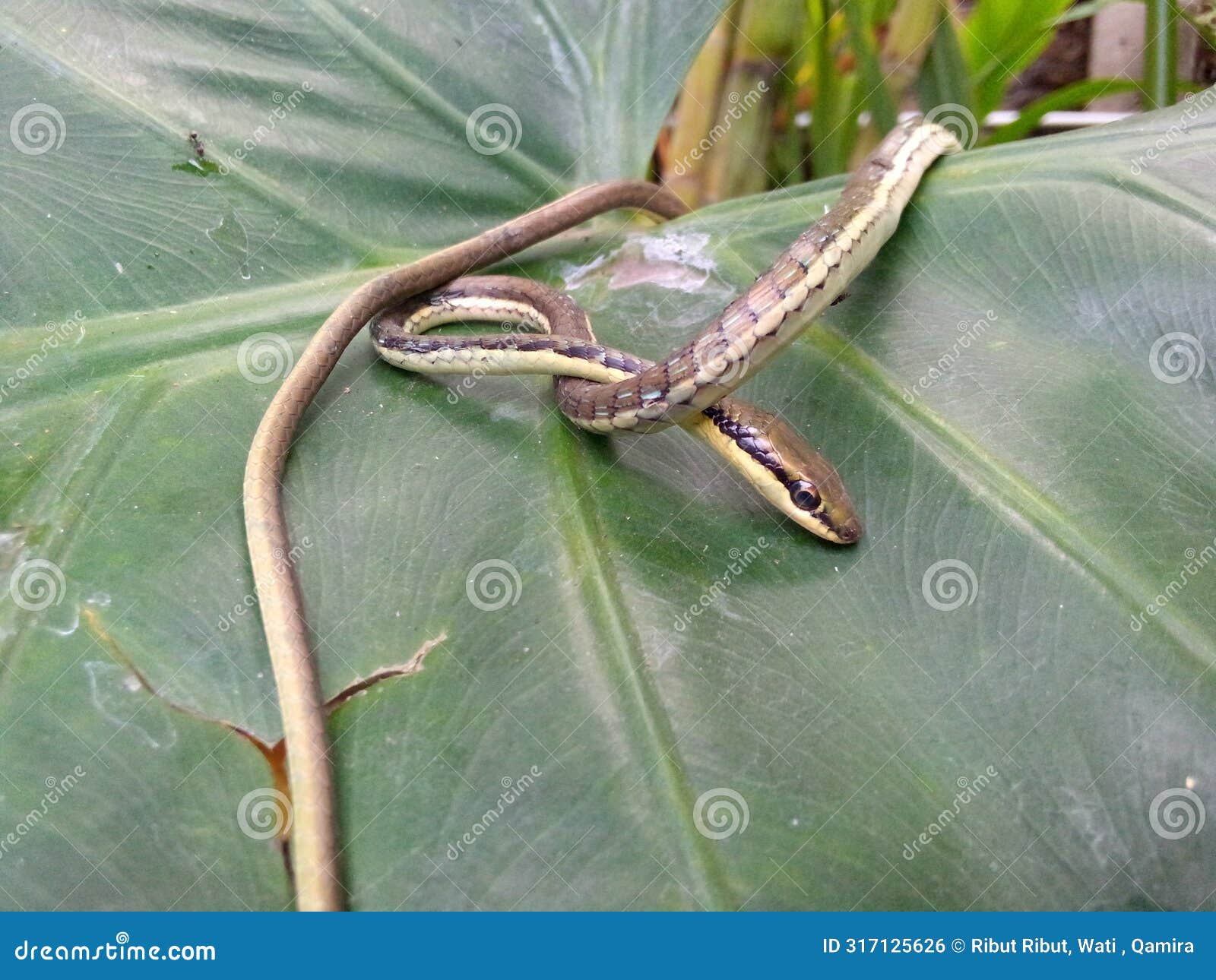 Snake sunbathing on a tree stock photo. Image of reptile - 317125626