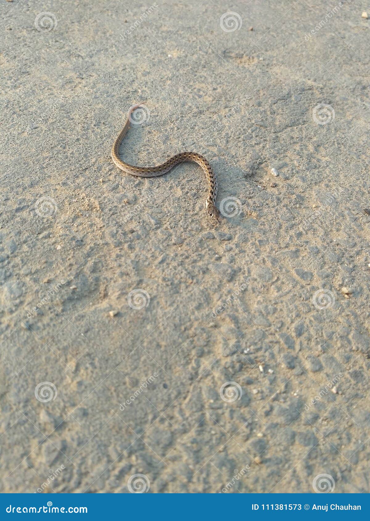 Snake stock image. Image of onthe, snake, field, feild - 111381573