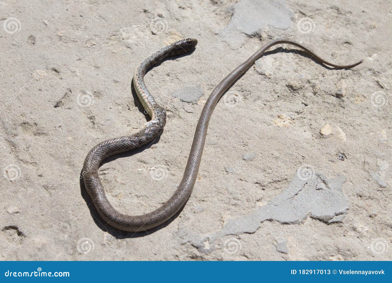 Snake with Open Jaws Krupnom Plan Looks at Camera and Crawls. Viper and ...