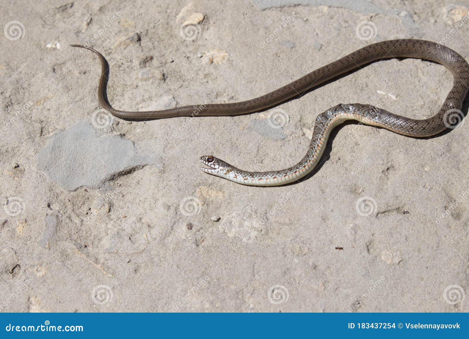 Snake with Open Jaws Krupnom Plan Looks at Camera and Crawls. Viper and ...