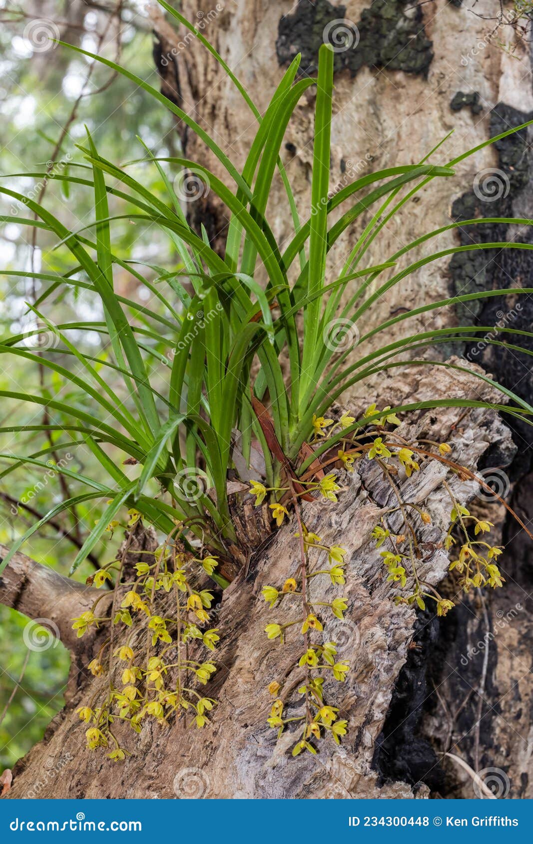 Snake Orchid stock photo. Image of cymbidium, tree, trunk - 234300448