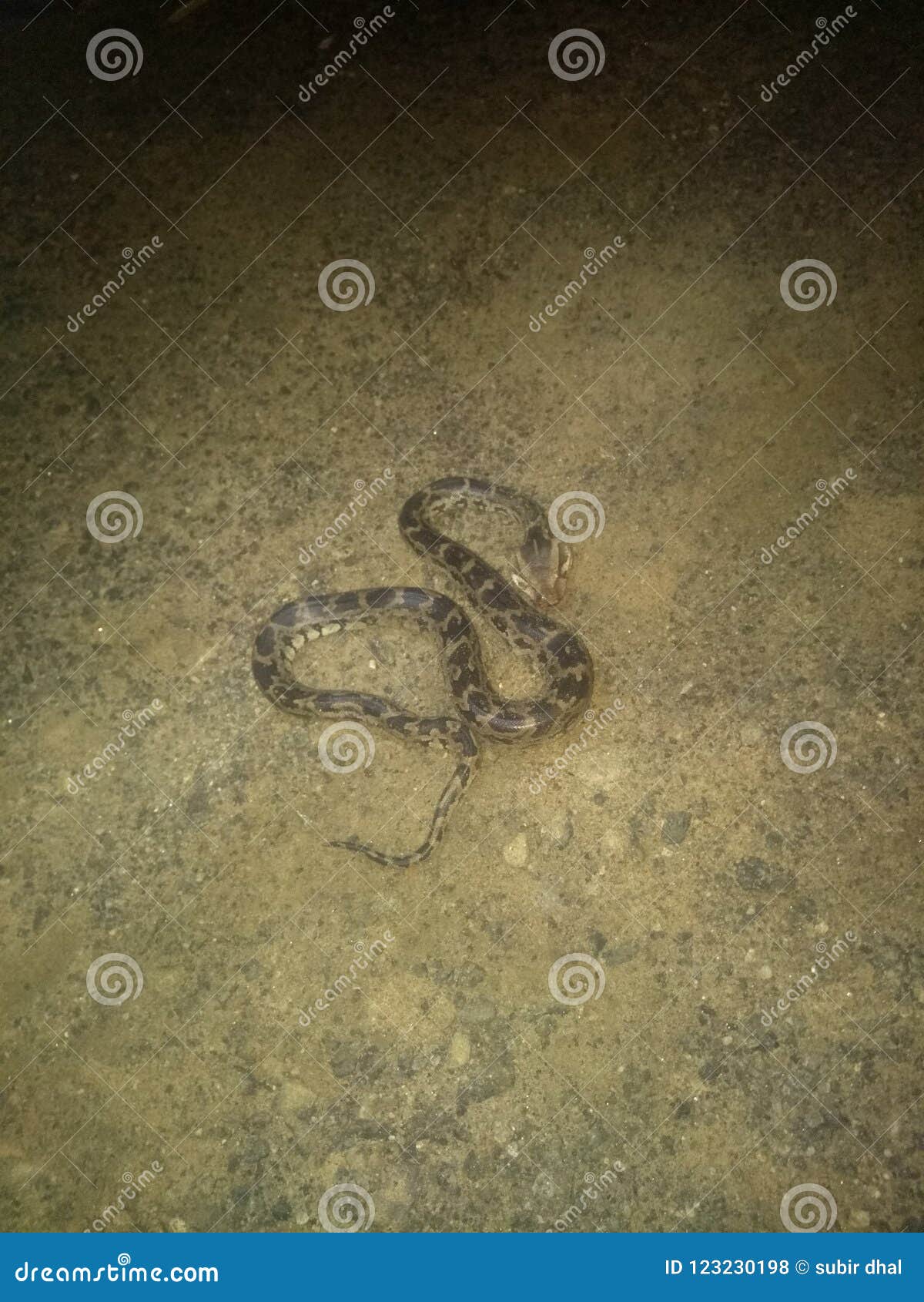 Ajagar Stock Photos - Free & Royalty-Free Stock Photos from Dreamstime