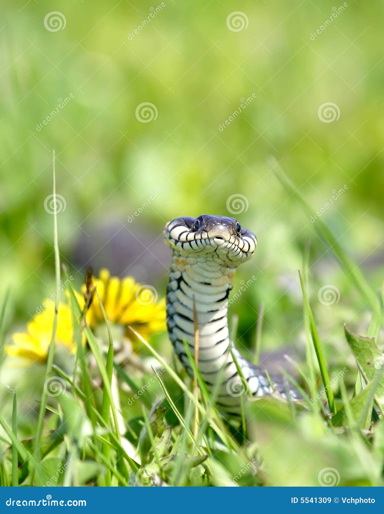 640 Russian Snake Stock Photos - Free & Royalty-Free Stock Photos from ...