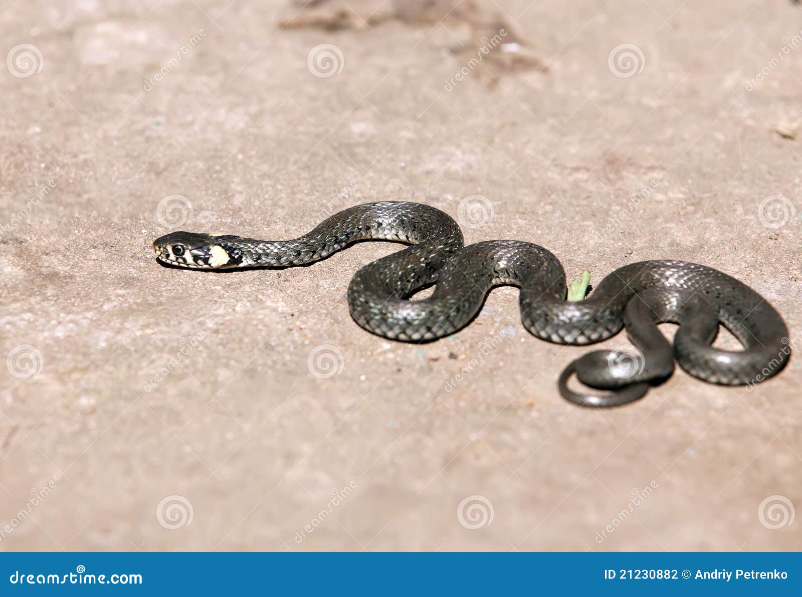 Snake in park outdoor stock photo. Image of background - 21230882