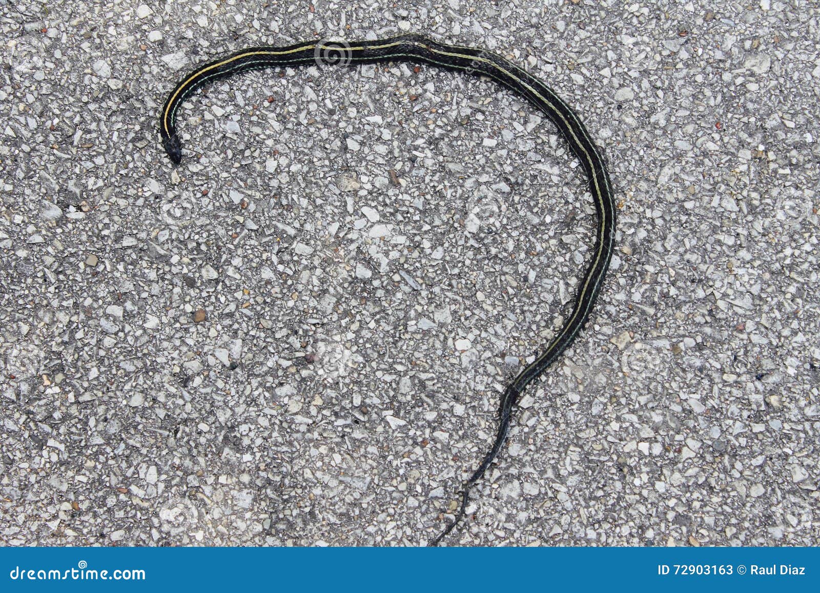Snake on pavement stock image. Image of asphalt, animal - 72903163