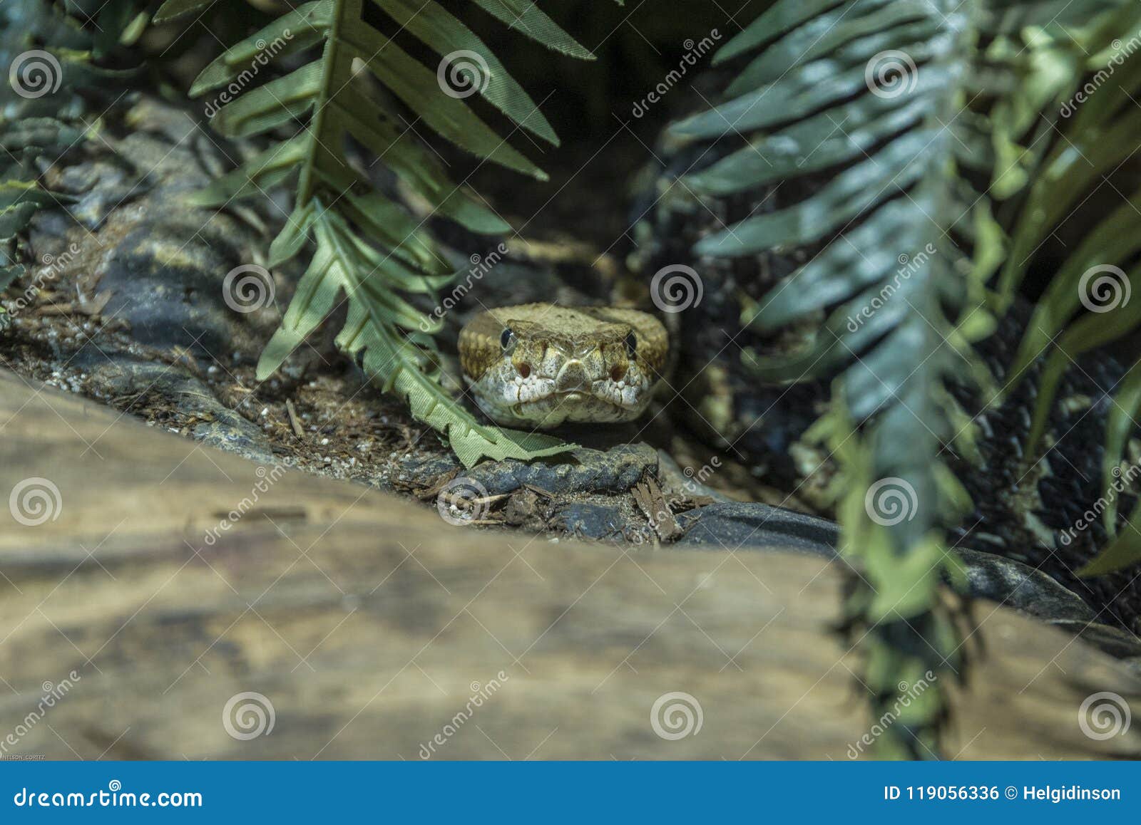 Snake peeing out stock photo. Image of exotic, dangerous - 119056336