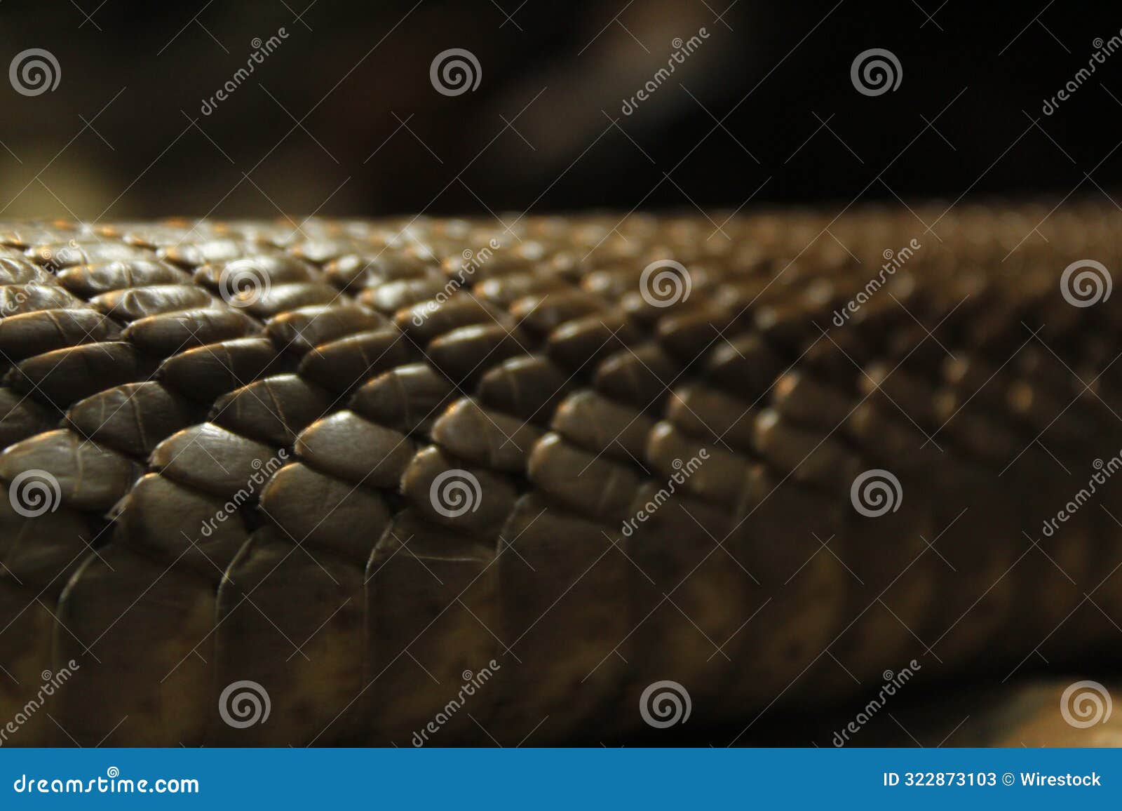 The Snake is Looking Down into the Dark Space with No One on it Stock ...