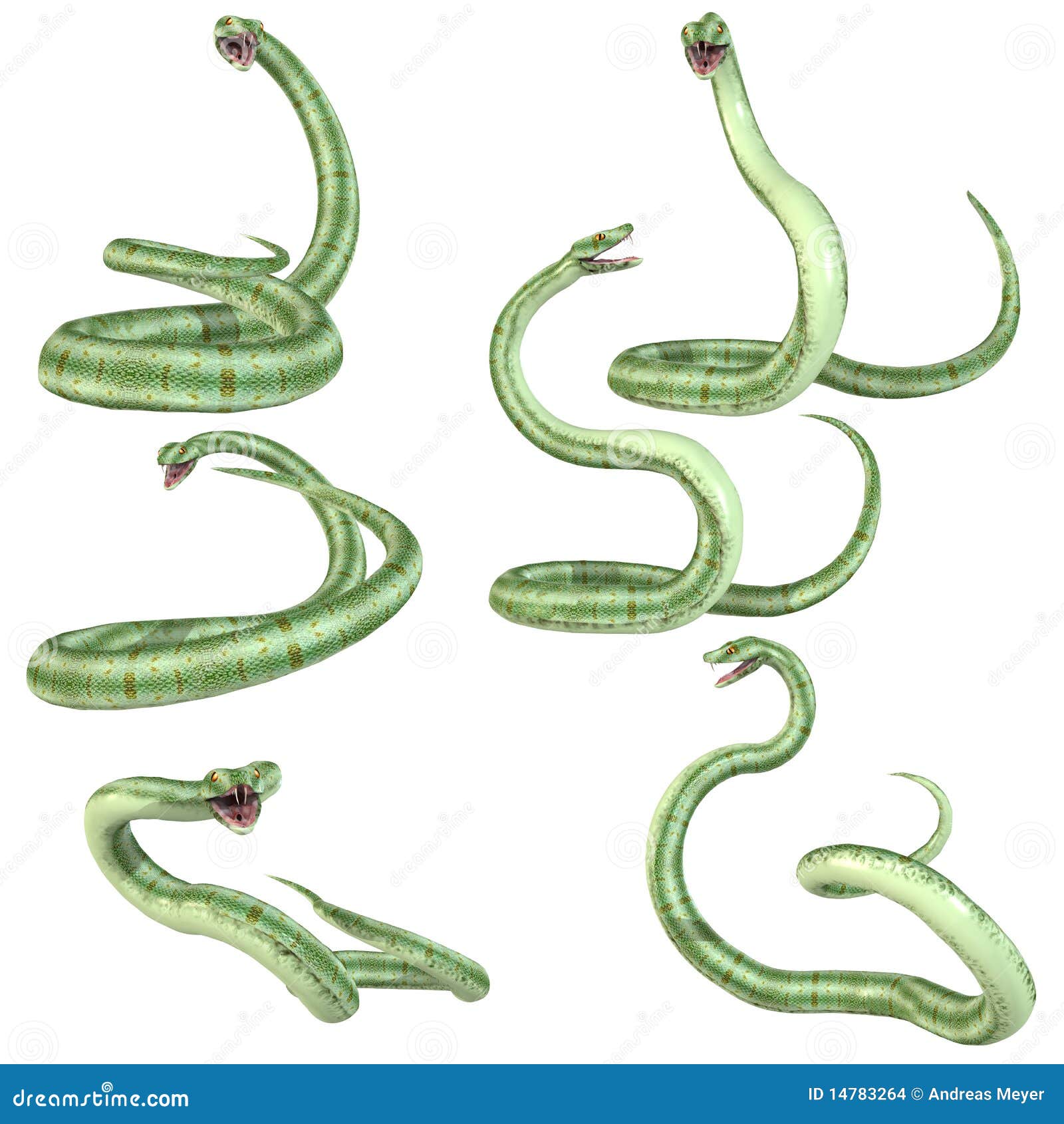 Snake-Pit Viper stock illustration. Illustration of snake - 14783264