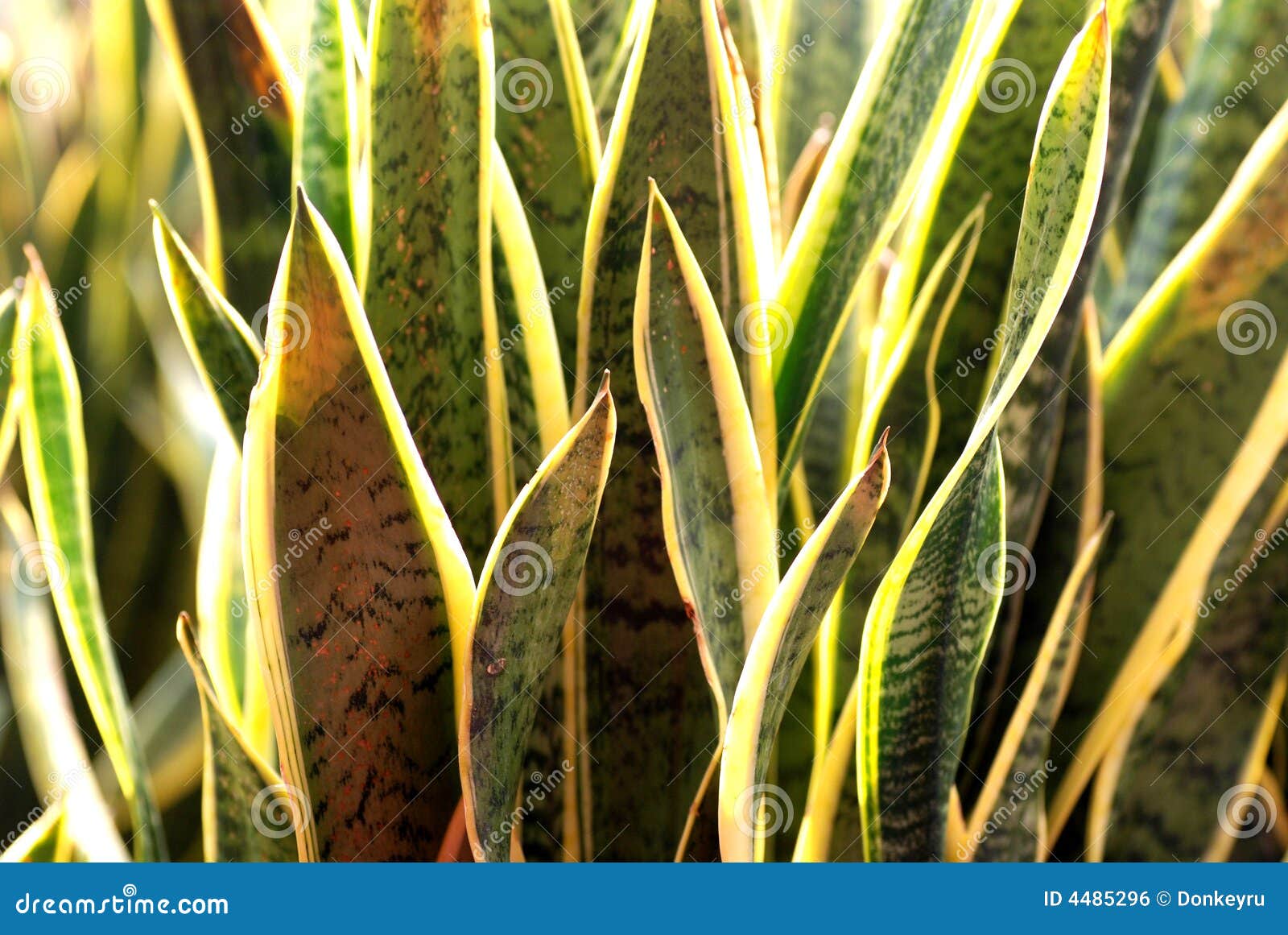 Snake Plant,Sansevieria Trifasciata,houseplant Isolated On White ...
