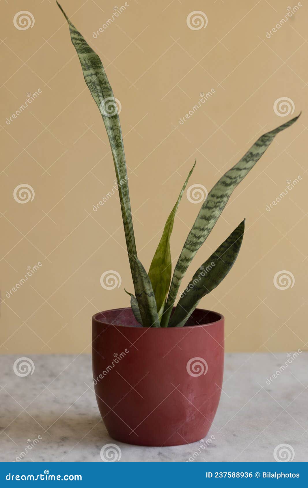 Snake Plant Potted in Ceramic Planter Stock Photo - Image of ornamental ...