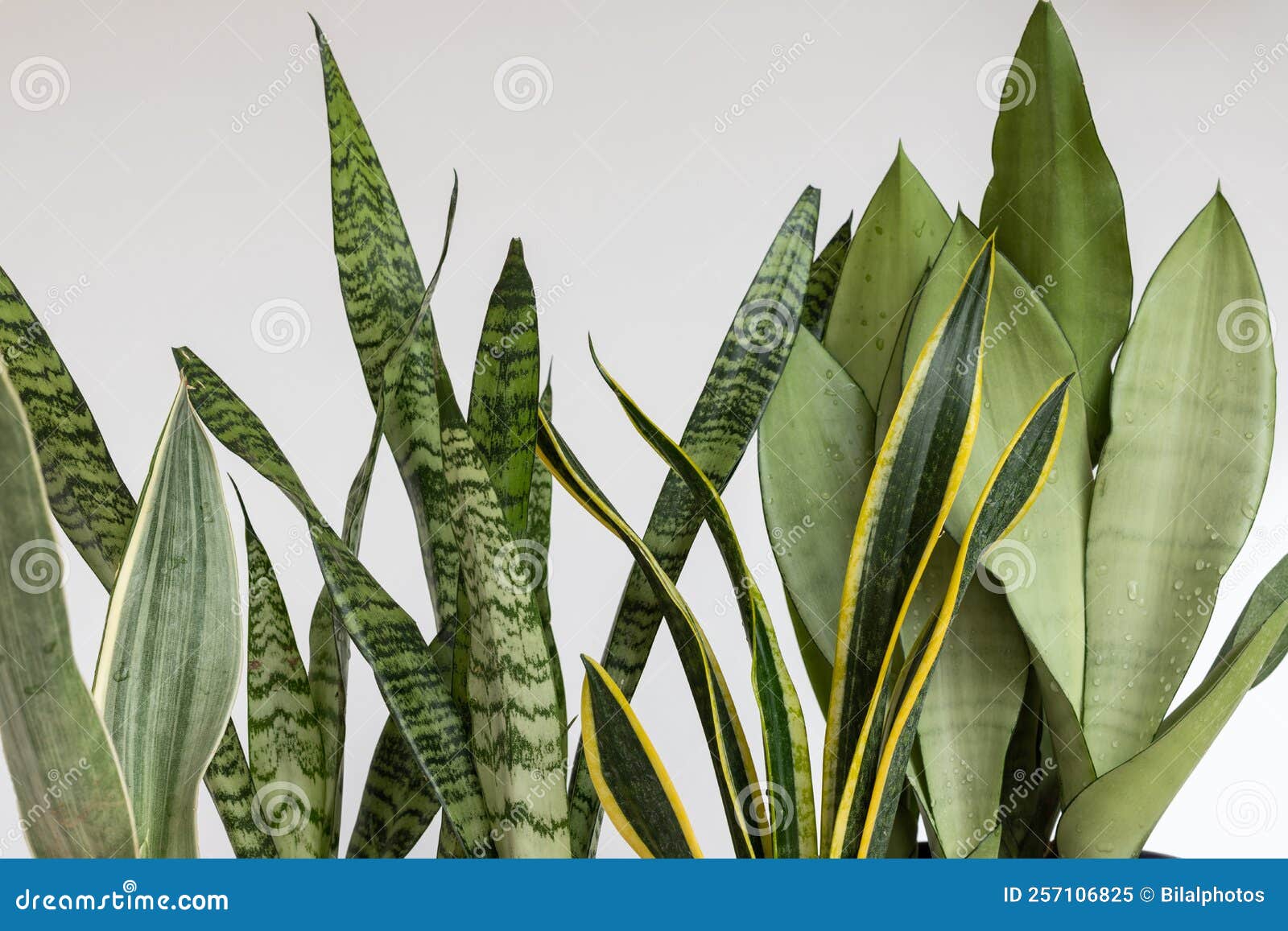 Snake Plants Beautiful Leaves Texture Background Stock Image - Image of ...